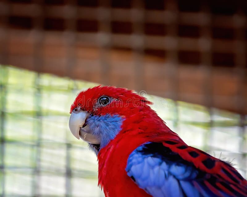 Australian Crimson Rosella stock photo. Image of aviary - 174637490