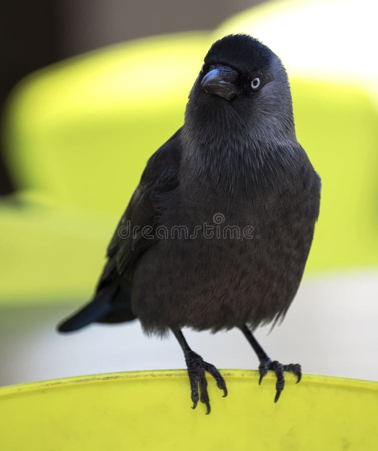Australian crow stock image. Image of green, bird, australia - 91077757