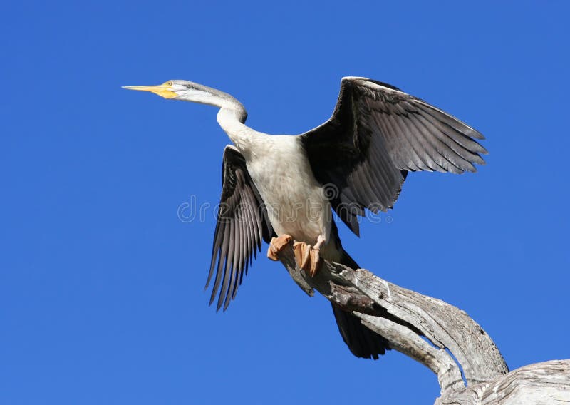 Australian Darter Bird stock image. Image of beak, bill - 834261