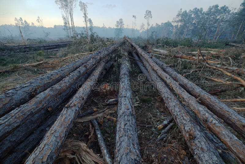 Australian Logging Stock Photos - Free & Royalty-Free Stock Photos from ...