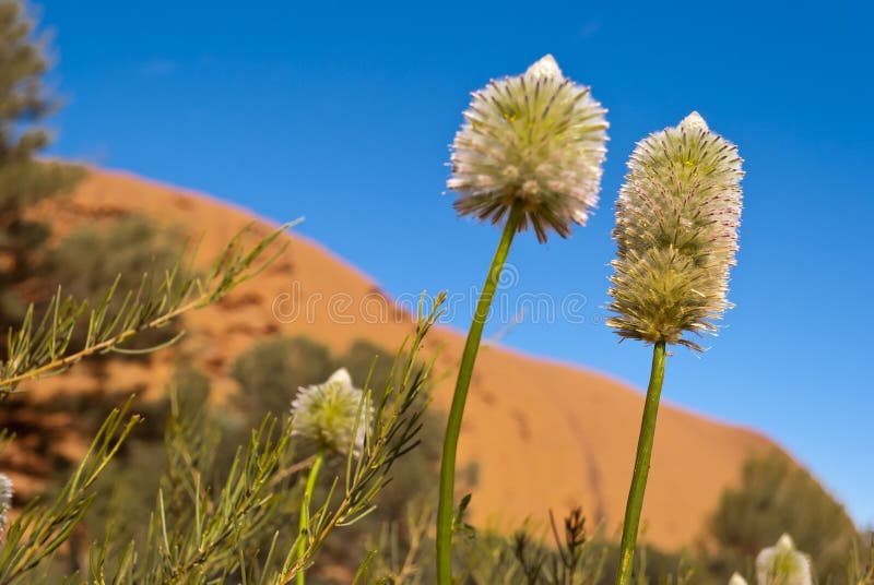 220 Australian Desert Outback Flowers Stock Photos - Free & Royalty ...