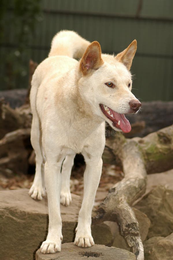 Australian dingo stock image. Image of attraction, wild - 2864243