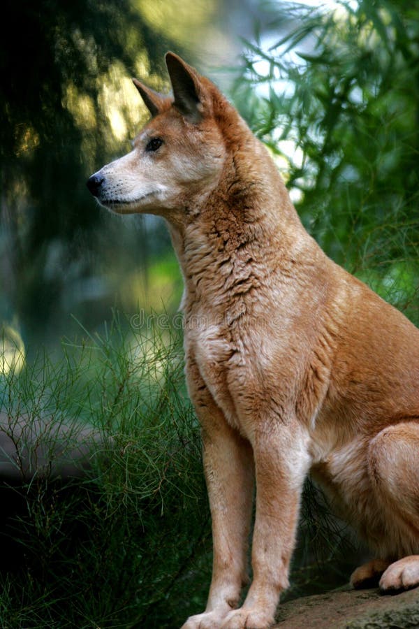 Australian Dingo stock photo. Image of wilddog, australia - 4285546