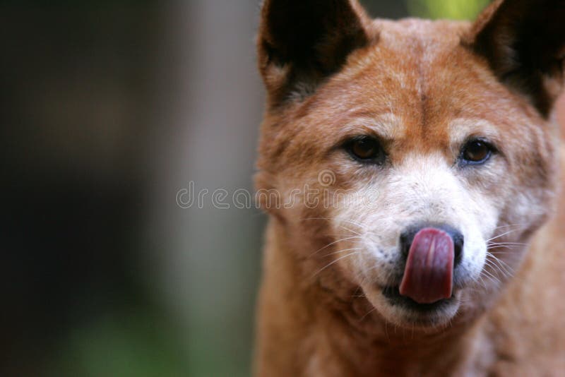 Dingo stock photo. Image of dingo, snarl, australian - 10346374