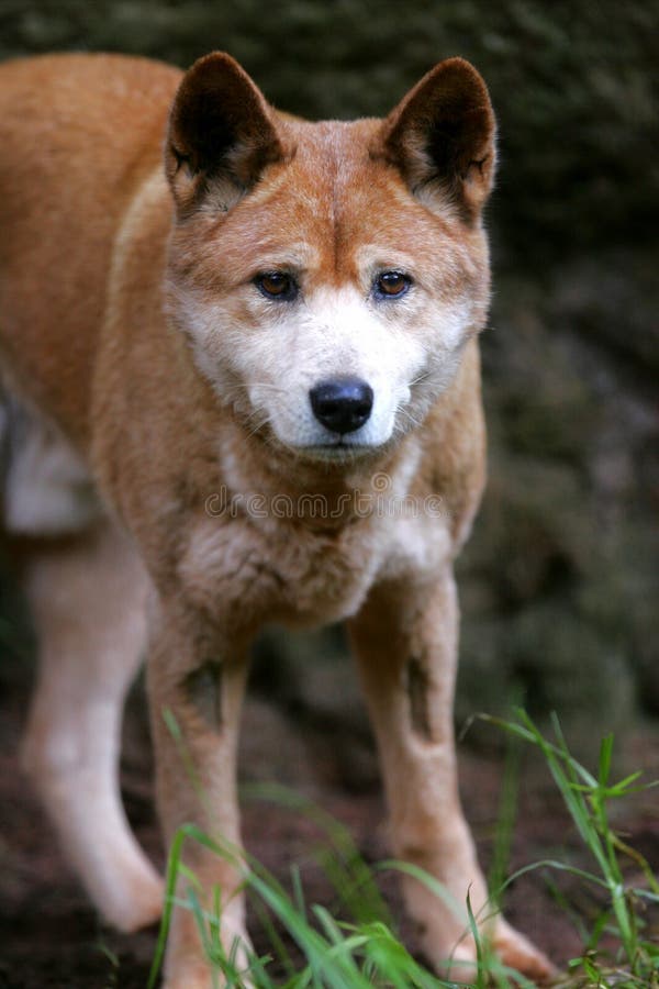Australian Dingo stock photo. Image of wilddog, australia - 4285546