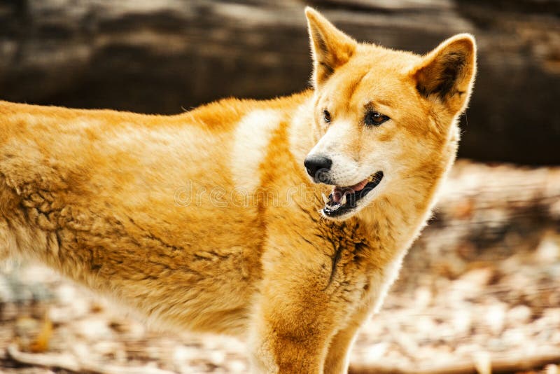Australian Dingo stock photo. Image of name, australian - 170264332