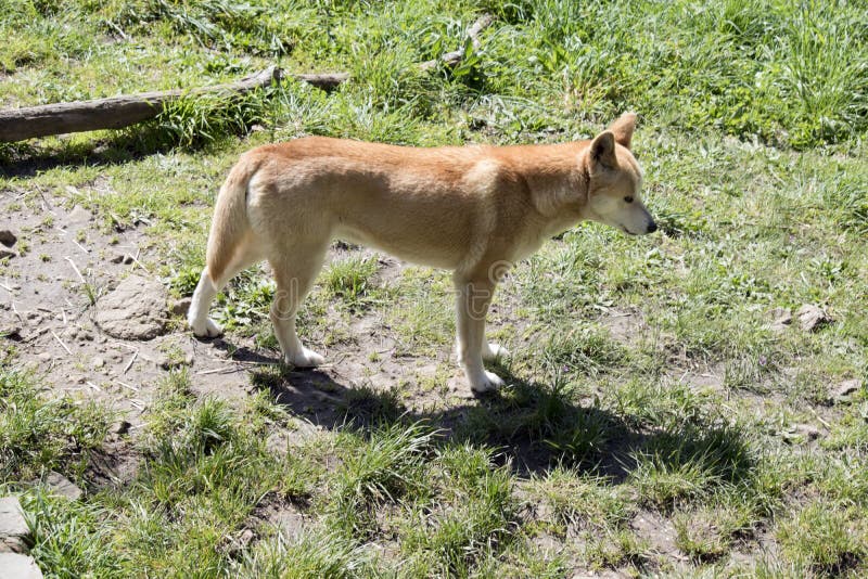 The Australian Dingo is Golden in Color with a Bushy Tail Stock Photo ...
