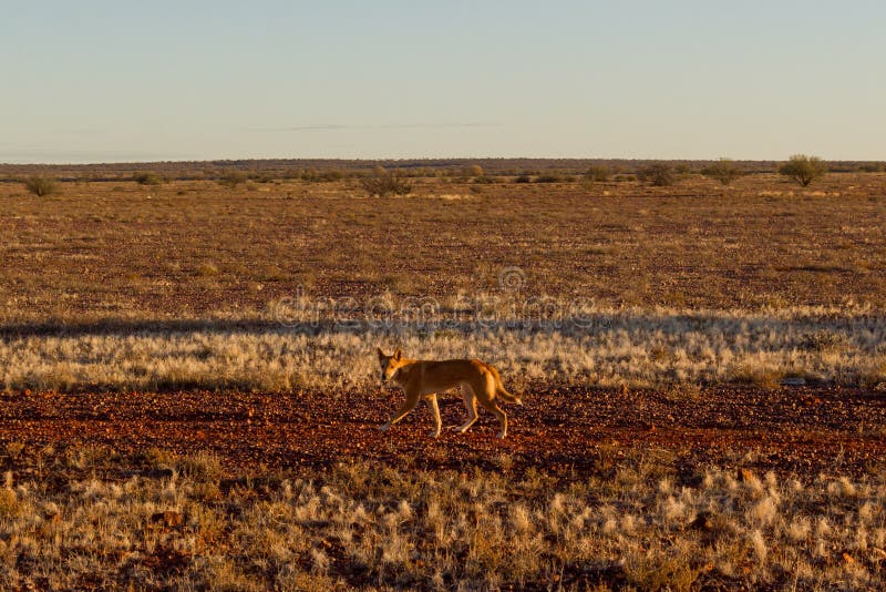 Australian Dingo Looking for a Prey in the Middle of the Outback in ...
