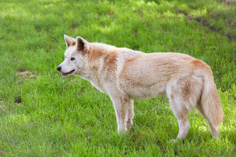 Australian Dingo stock image. Image of dingo, brown, green - 34161269