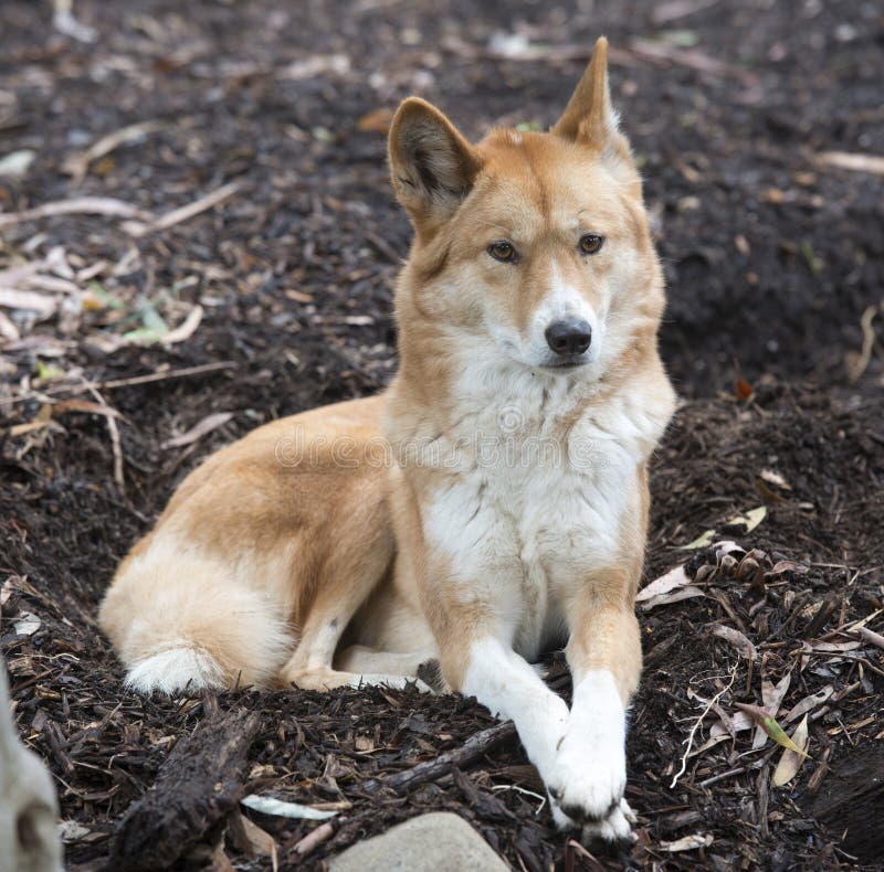 Dingo stock image. Image of outback, country, australian - 31421053