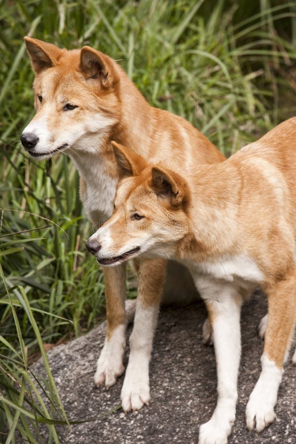 1+ Australian dingoes Free Stock Photos - StockFreeImages