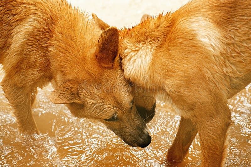 Two Australian Dingoes stock image. Image of young, wildlife - 32077251