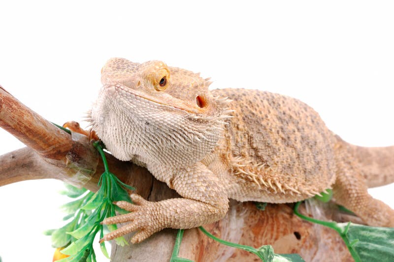 Australian dragon lizard stock image. Image of wildlife - 13536357