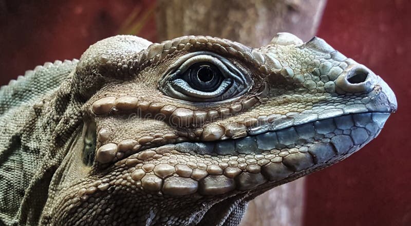 Australian Dragon or Lizard 1 Stock Image - Image of close, environment ...