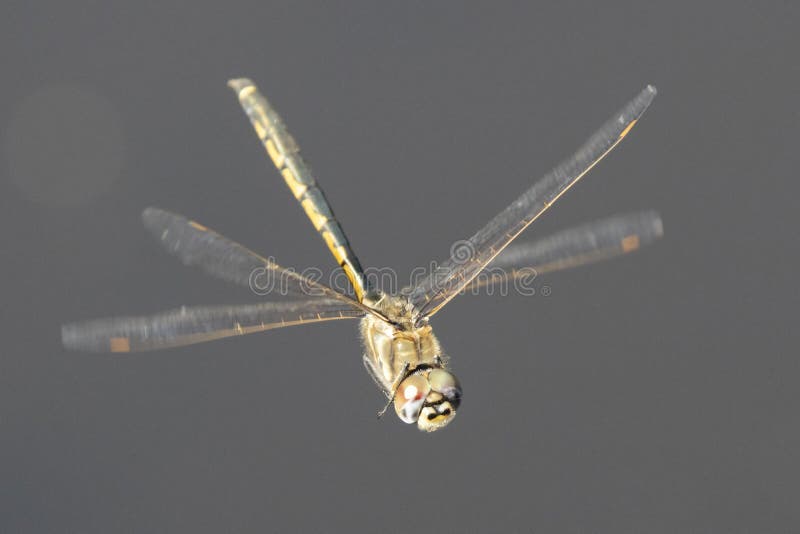 Australian Dragonfly in Flight Stock Image - Image of australian ...