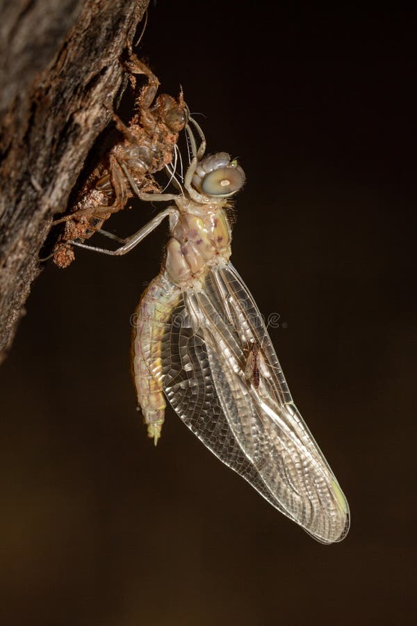 Dragonfly nymph stock image. Image of nynph, undergoing - 213296073