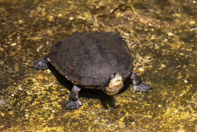 Eastern Long-necked and Murray River Turtles Stock Photo - Image of ...