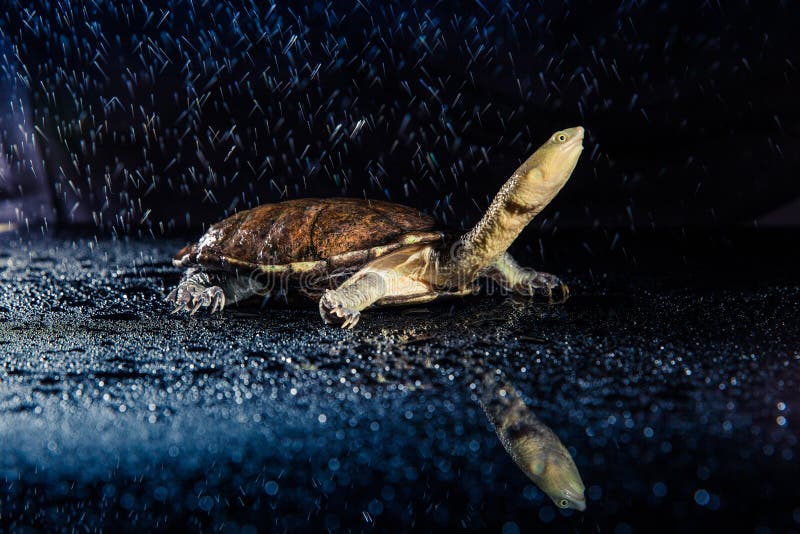 Australian Eastern Long-necked Turtle in Heavy Rain on Black Mirror ...