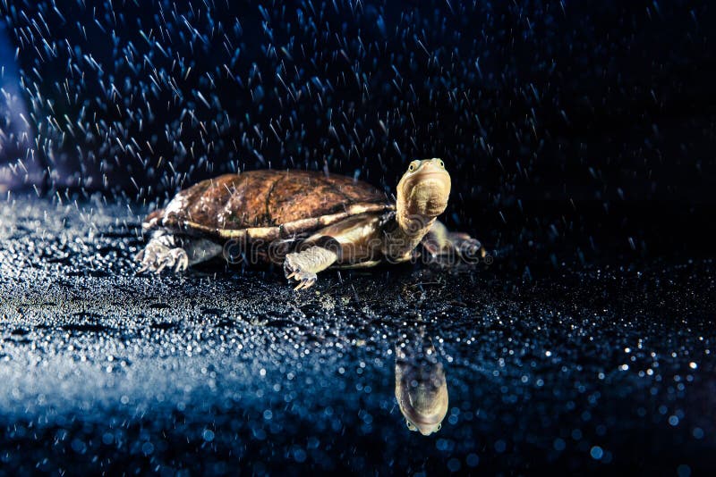 Australian Eastern Long-necked Turtle in Heavy Rain Stock Photo - Image ...