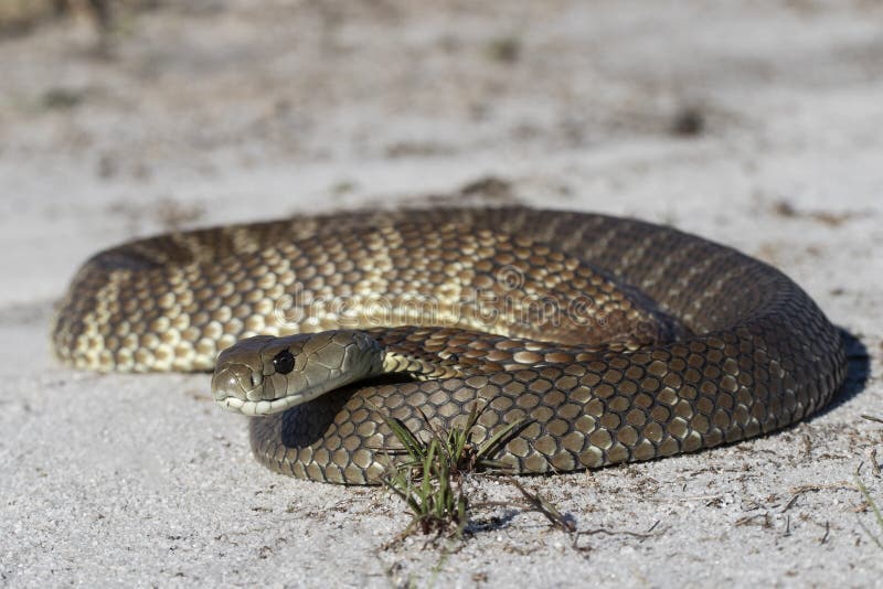 Australian Eastern Tiger Snake Stock Image - Image of australian ...
