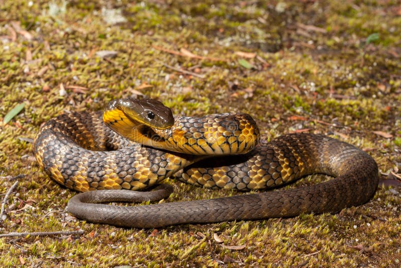 Australian Eastern Tiger Snake Stock Photo - Image of reptile, nature ...