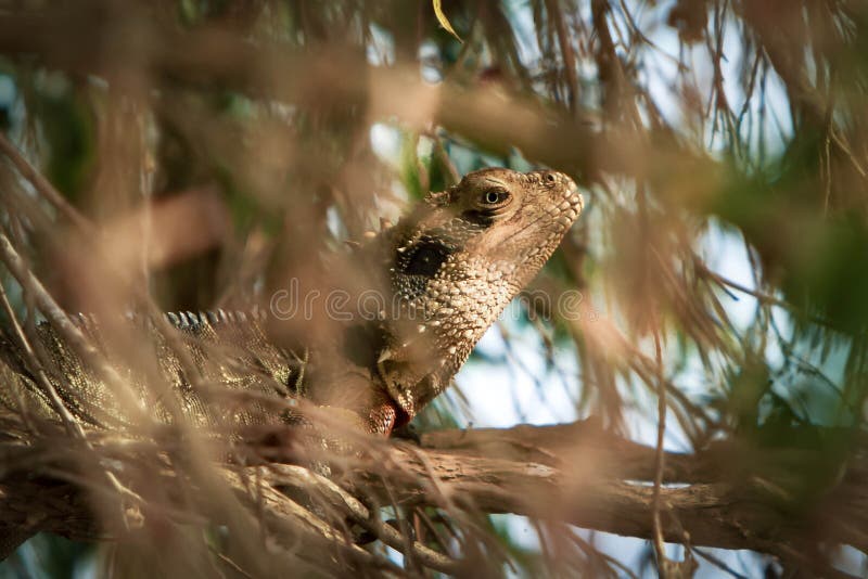 Australian Eastern Water Dragon in Hiding. Stock Photo - Image of ...