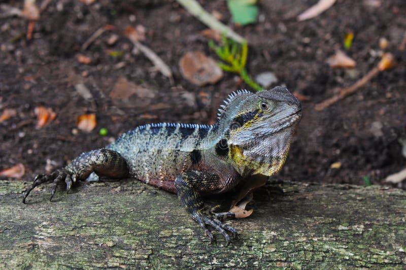 Australian Eastern Water Dragon (Lizard) Stock Image - Image of texture ...
