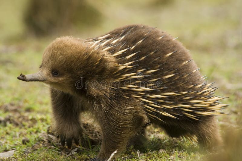 Australian Echnida stock photo. Image of grass, stood - 6338934