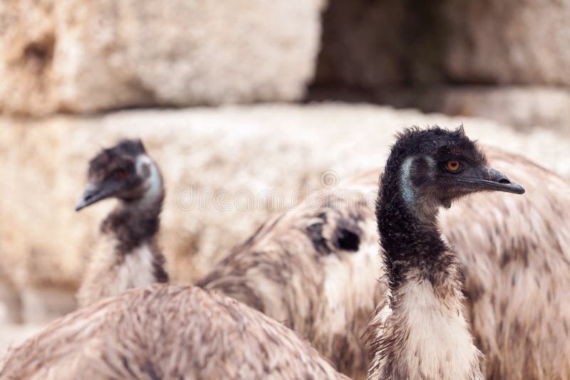 Australian Emu stock photo. Image of flightless, animal - 18043958