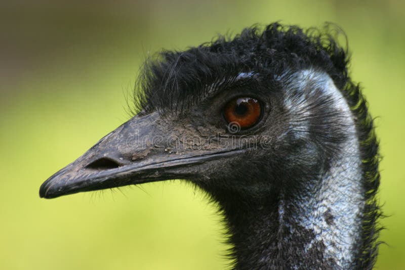 Female emu stock image. Image of wildlife, wilderness - 2780951
