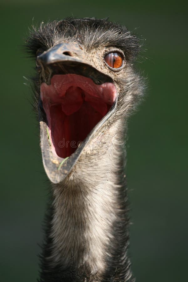 Crazy Emu stock photo. Image of bates, brown, australia - 9121266