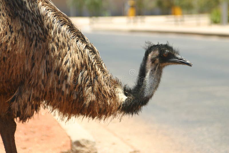 Australian Emu stock image. Image of long, roadside, looking - 4737195