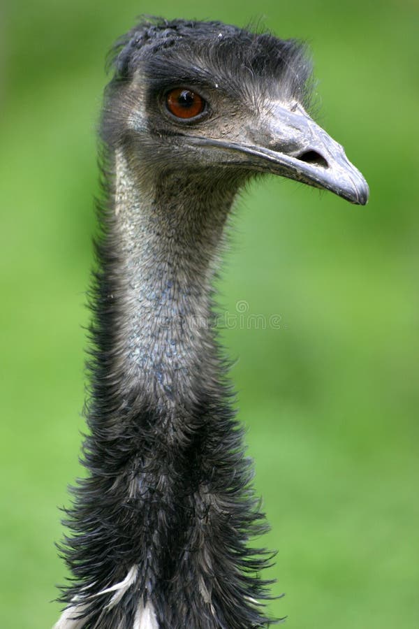 Australian Emu stock photo. Image of novaehollandiae, wildlife - 641838