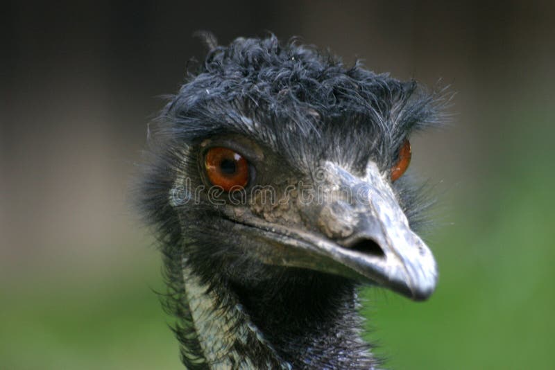 Funny Emu Stock Images - Download 1,907 Royalty Free Photos