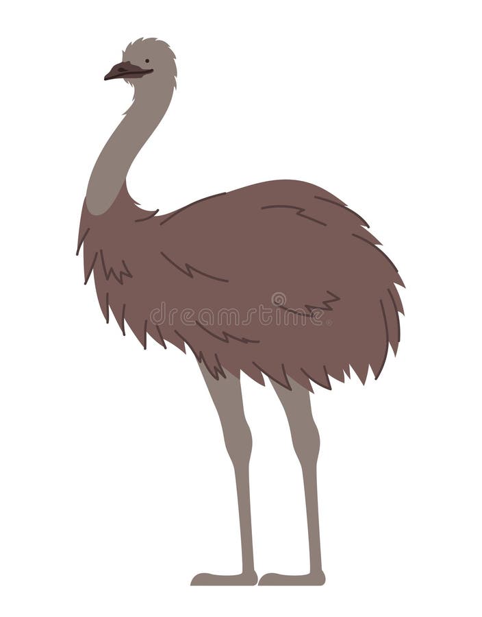Australian emu animal stock vector. Illustration of flying - 297652142