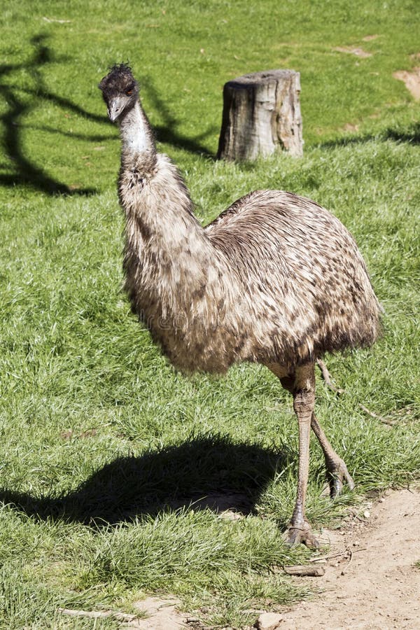 An Australian emu stock image. Image of walking, legs - 129700925