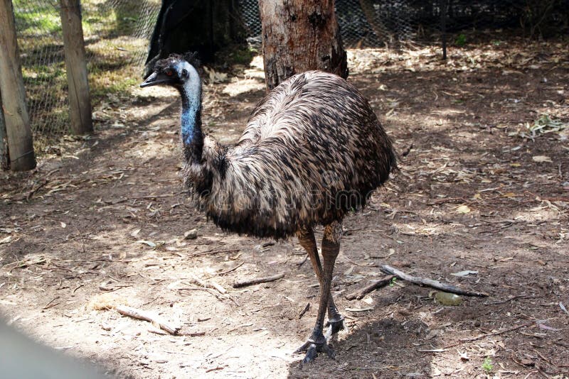 Australian Emu Dromaius Species Stock Photo - Image of species ...
