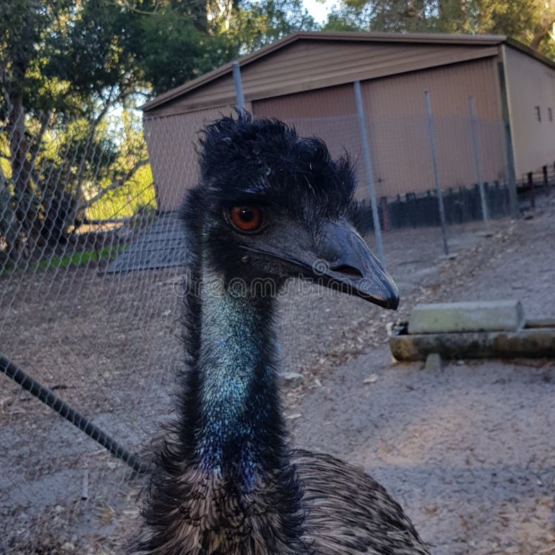 Angry Emu Stock Photos - Free & Royalty-Free Stock Photos from Dreamstime
