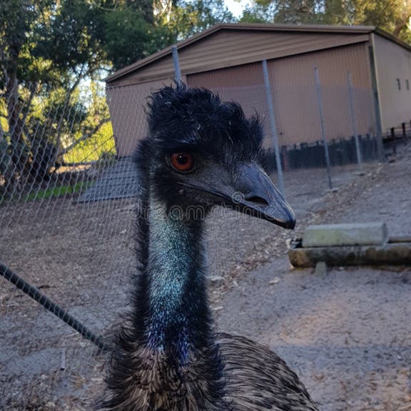Australian emu stock image. Image of bird, angry, huge - 112399643