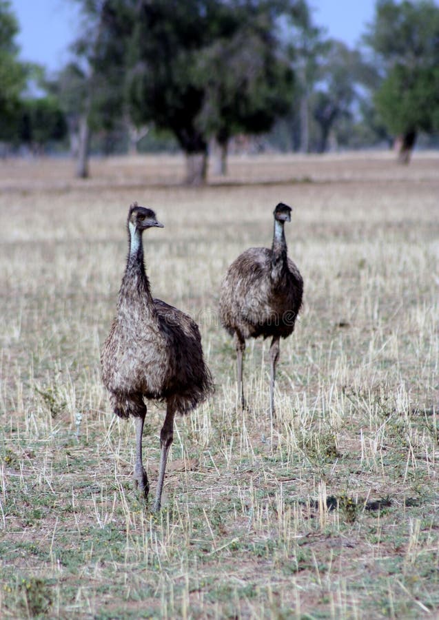 Outback Emus stock photo. Image of outback, colour, australia - 10446586