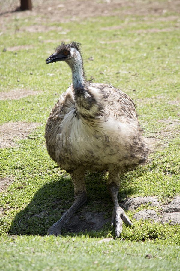 Emu Legs Stock Photos - Download 651 Royalty Free Photos