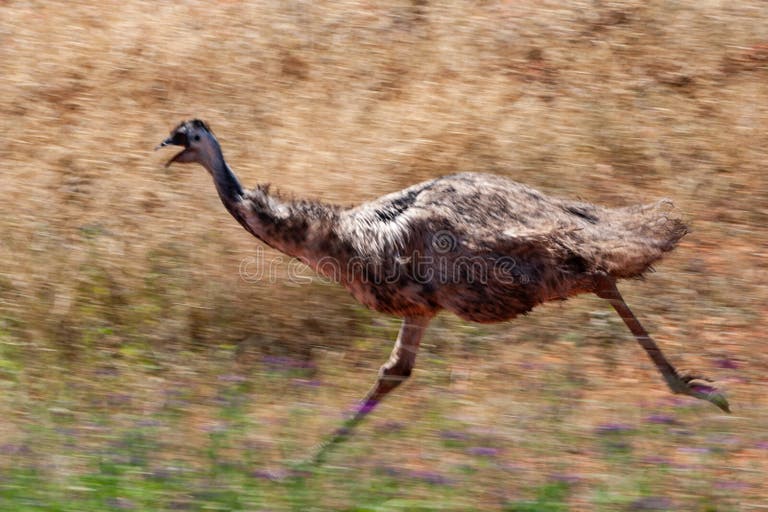 Australian Emu stock image. Image of bird, blur, speed - 274242199