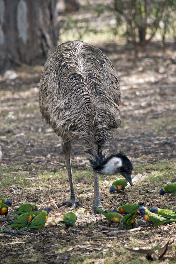 An Australian Emu with Lorikeets Stock Image - Image of beak, blue ...