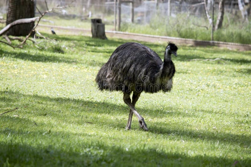 The Australian Emu is a Tall Bird that Cannot Fly Stock Image - Image ...