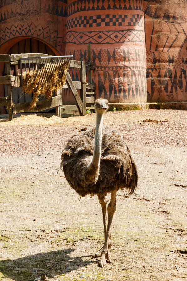 The Australian Emu is a Tall Flightless Bird with Long Feathers Stock ...