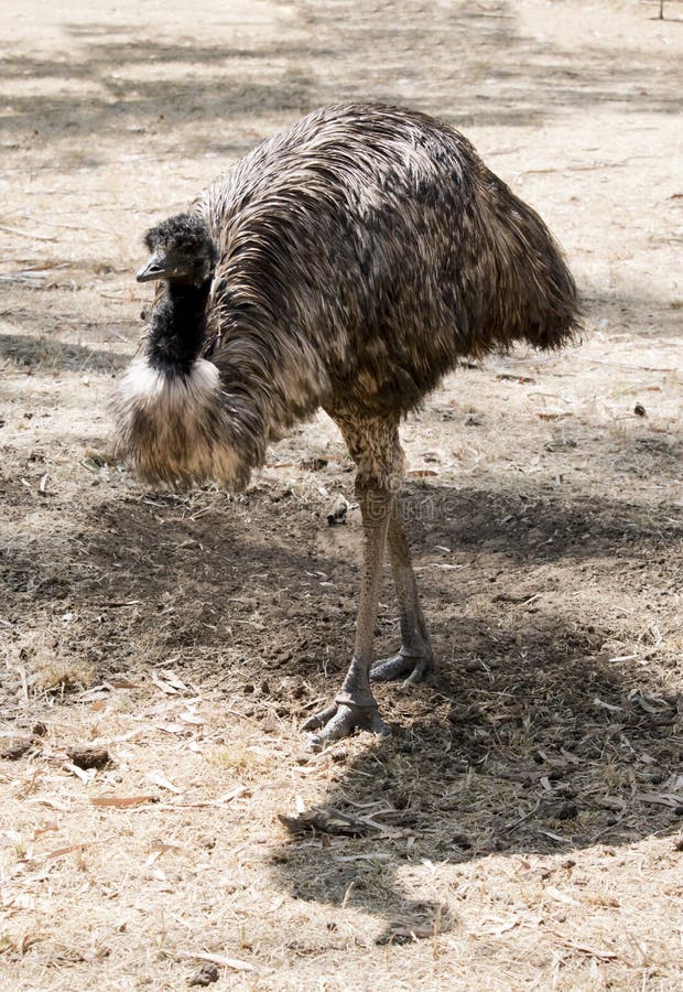 The Australian Emu is a Tall Flightless Bird Stock Photo - Image of ...