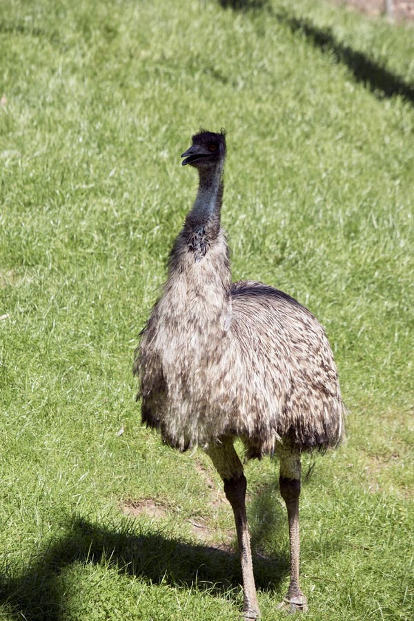 An Australian emu stock photo. Image of australian, brown - 131276686