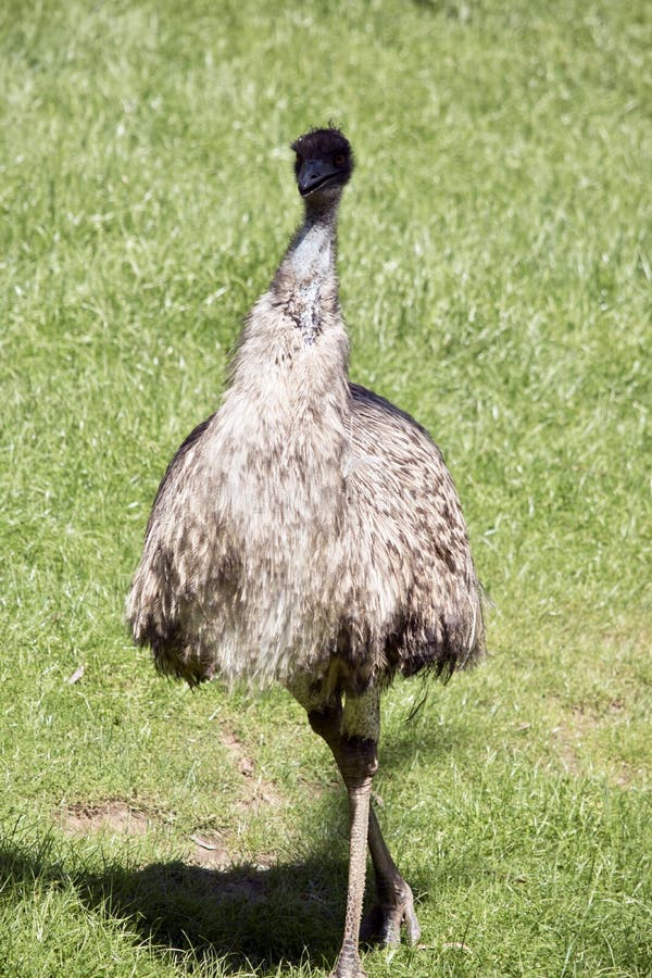An Australian emu stock image. Image of toes, large - 131883927
