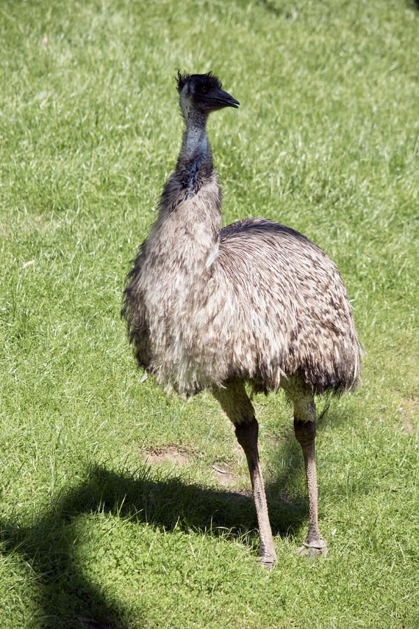 An Australian emu stock photo. Image of toes, legs, australia - 131883974