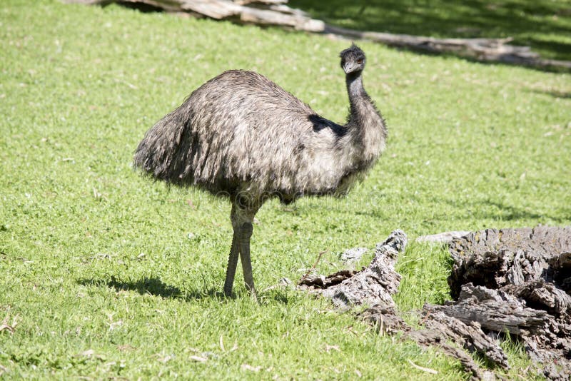 This is a Side View of an Australian Emu Stock Image - Image of neck ...